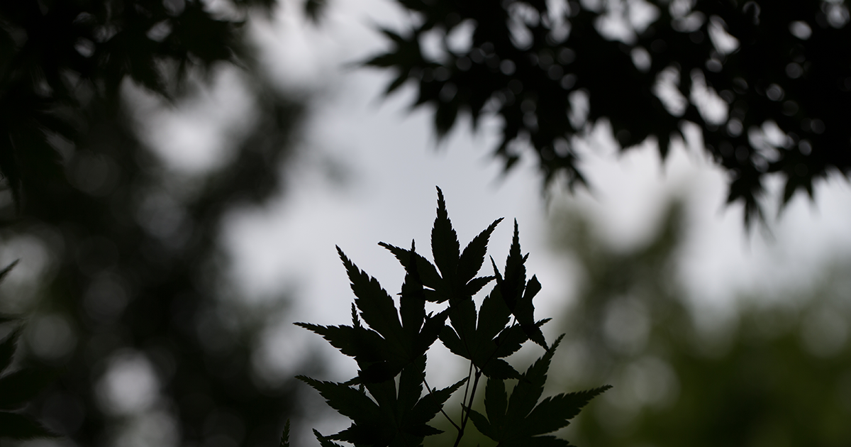 不幸の役割 | 涅槃の書